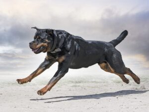Las 4 Mejores Razas De Perros Guardianes - Muestras Gratis